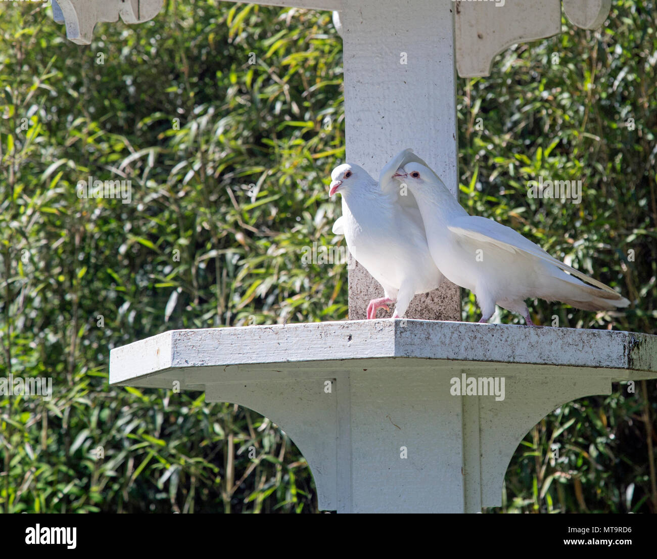Two White Doves Love Birds High Resolution Stock Photography and Images ...