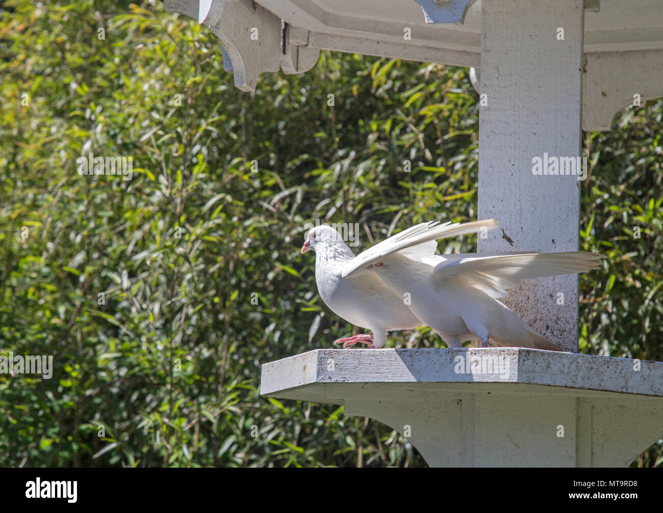 Doves flying dovecote hi-res stock photography and images - Alamy