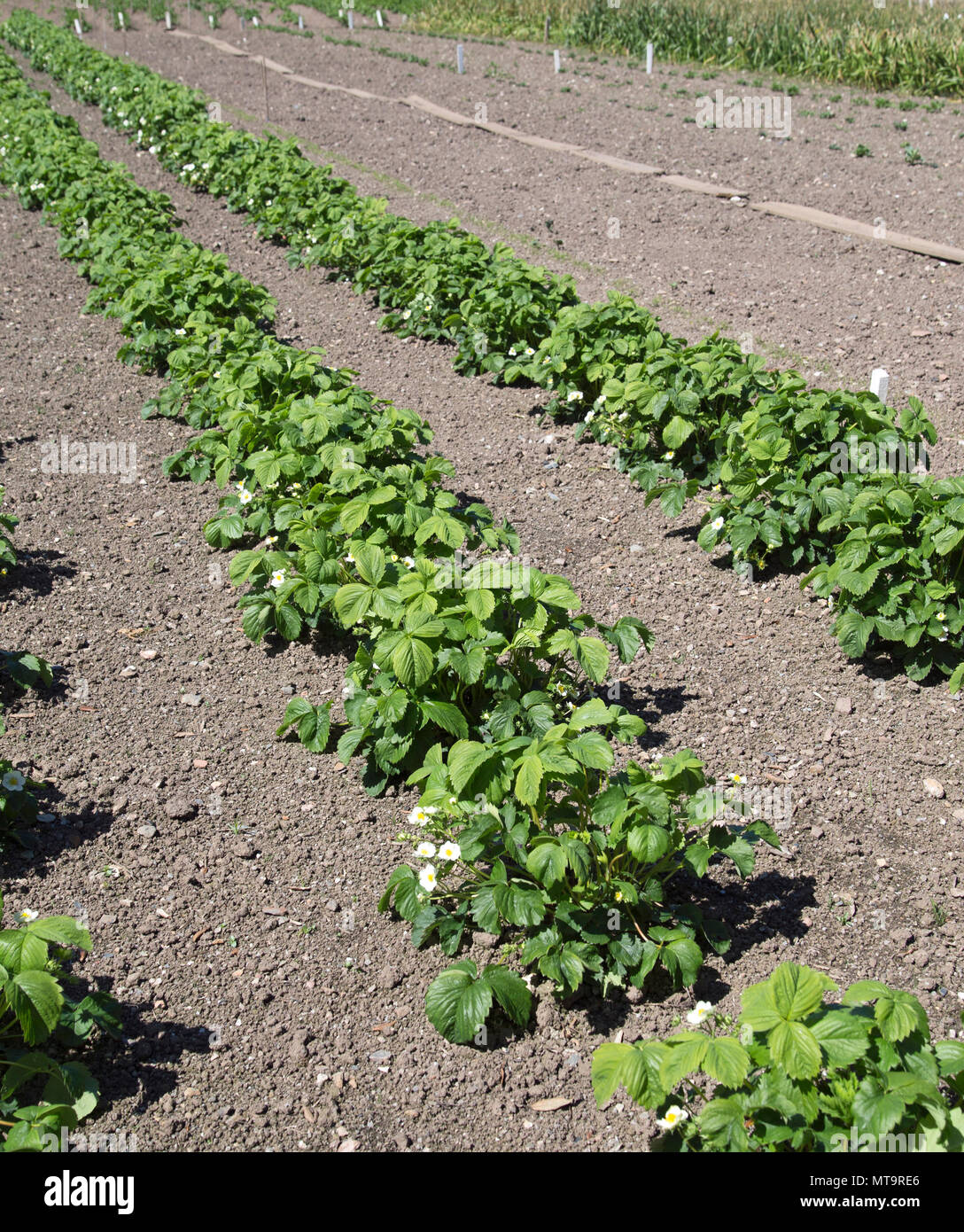 Rows of strawberry plants in a field Stock Photo - Alamy