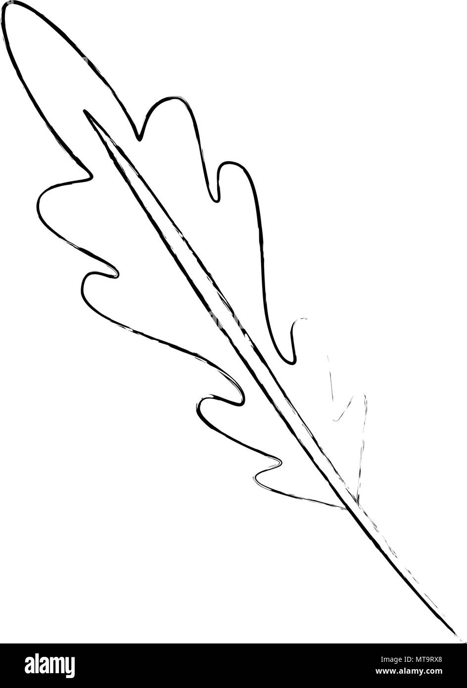 Coriander herb natural condiment Black and White Stock Photos & Images ...