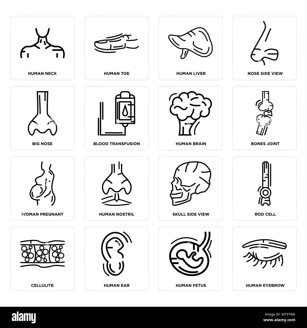 Set Of 16 simple editable icons such as Human Eyebrow, Fetus, Ear ...