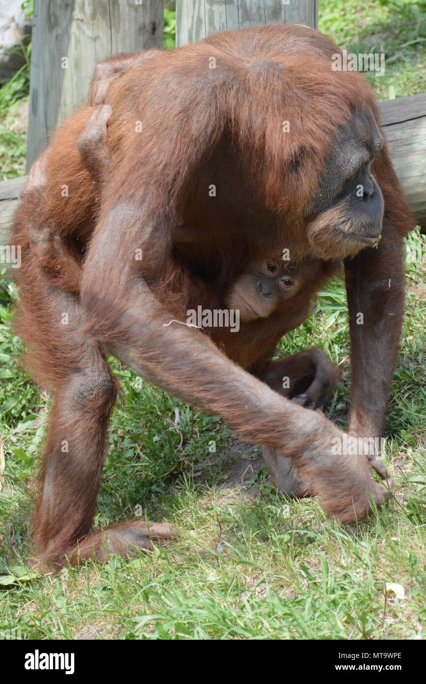 Orangutan parenting hi-res stock photography and images - Alamy