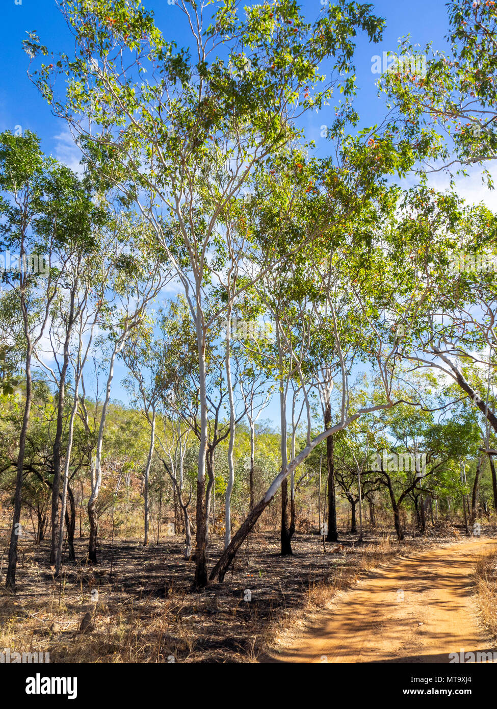 Eucalyptus woodlands hi-res stock photography and images - Alamy