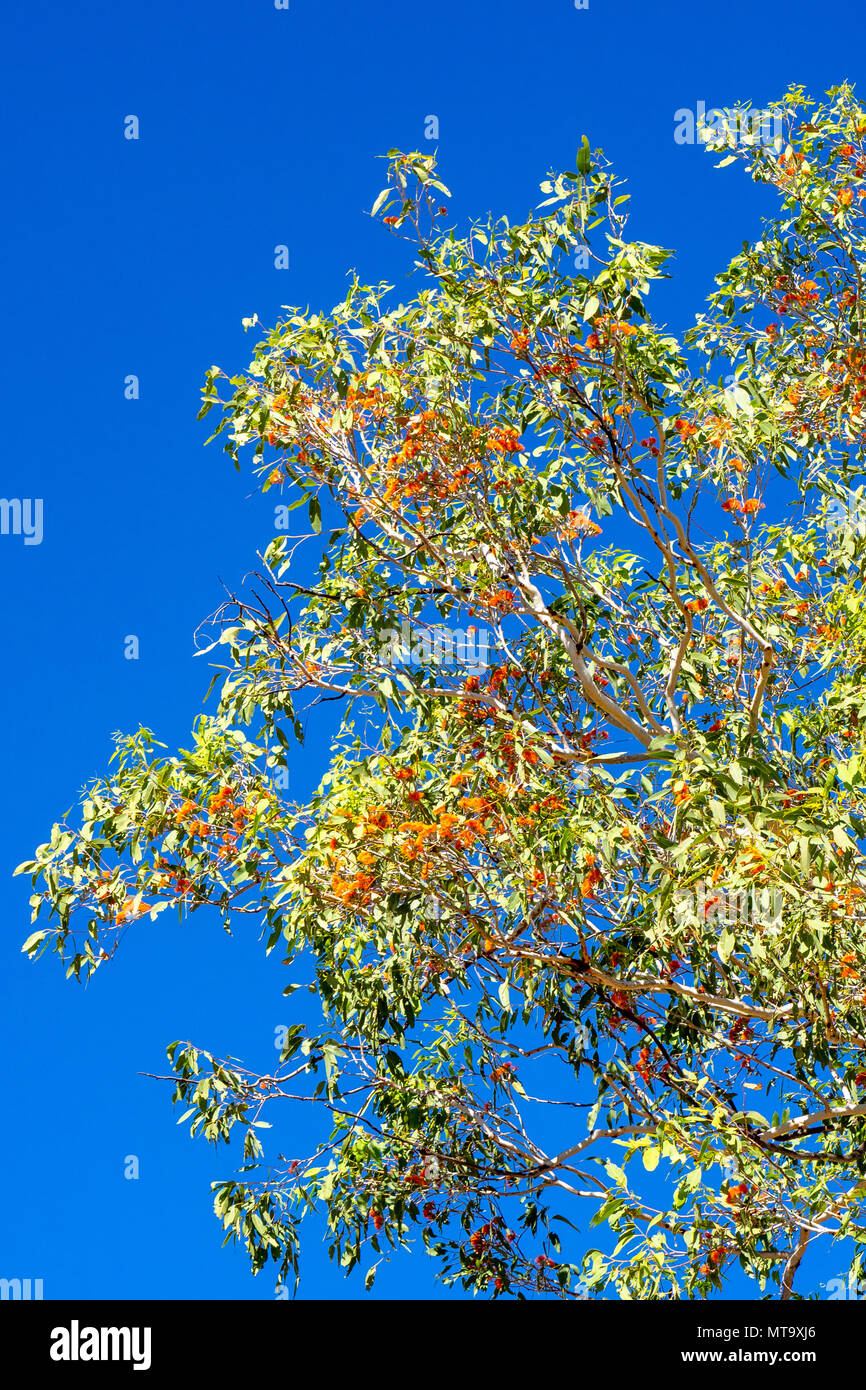 Foliage of red flowering Darwin woollybutt eucalyptus tree Stock Photo ...