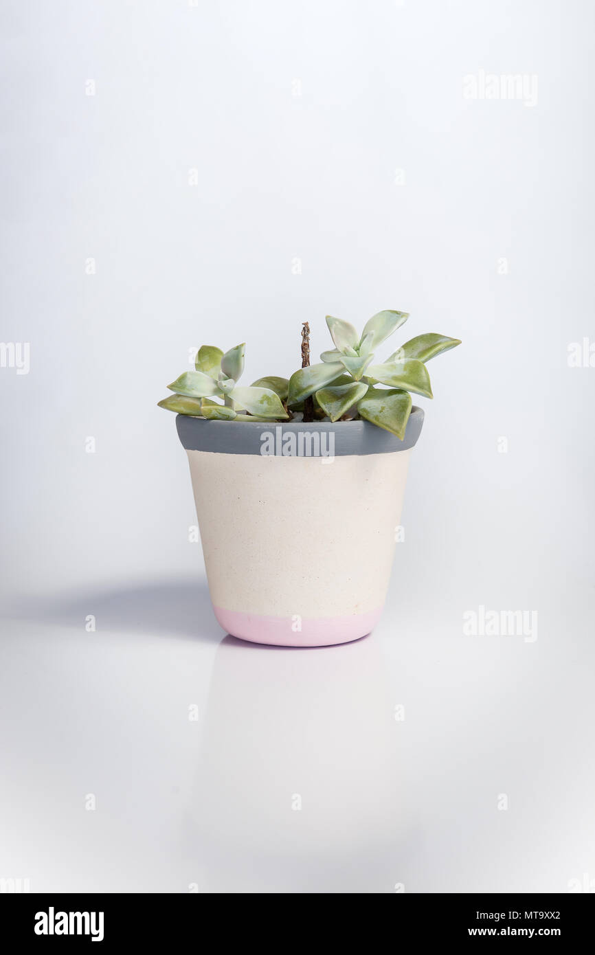 White vase with Crassula ovata, a species of succulent plant, on a ...