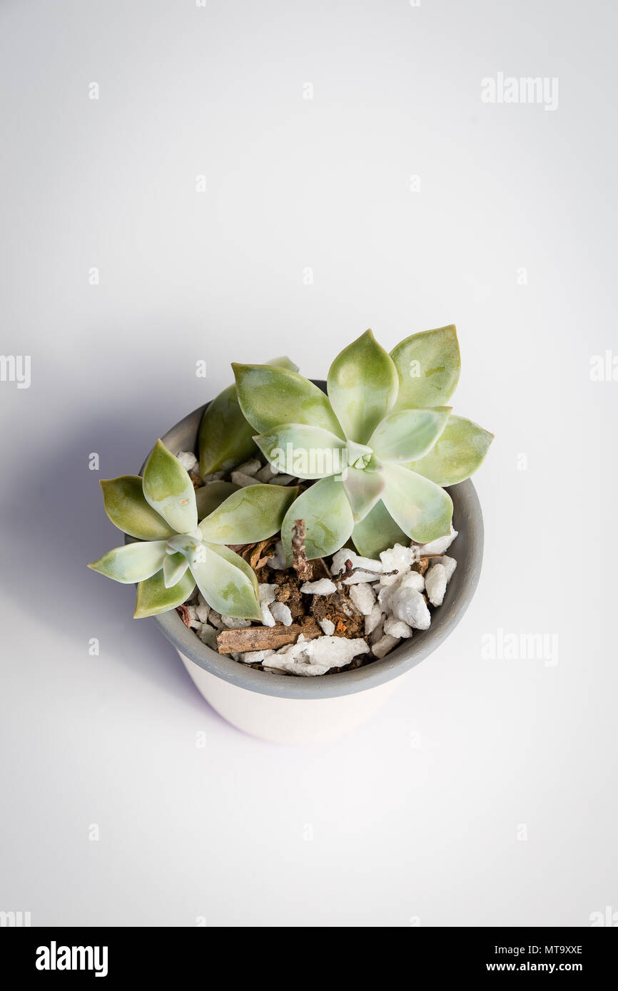 White vase with Crassula ovata, a species of succulent plant, on a ...