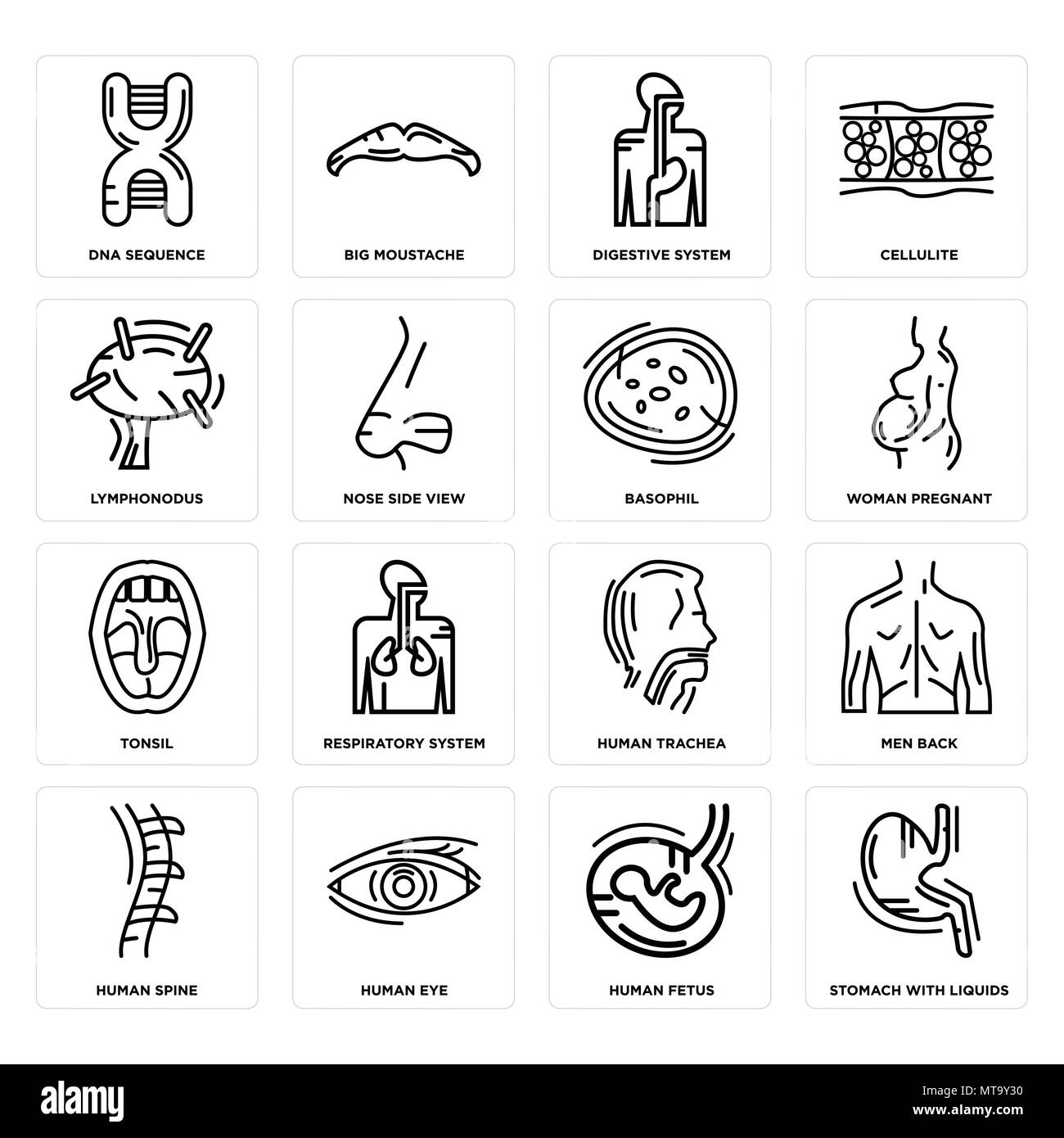 Digestion sequence hi-res stock photography and images - Alamy