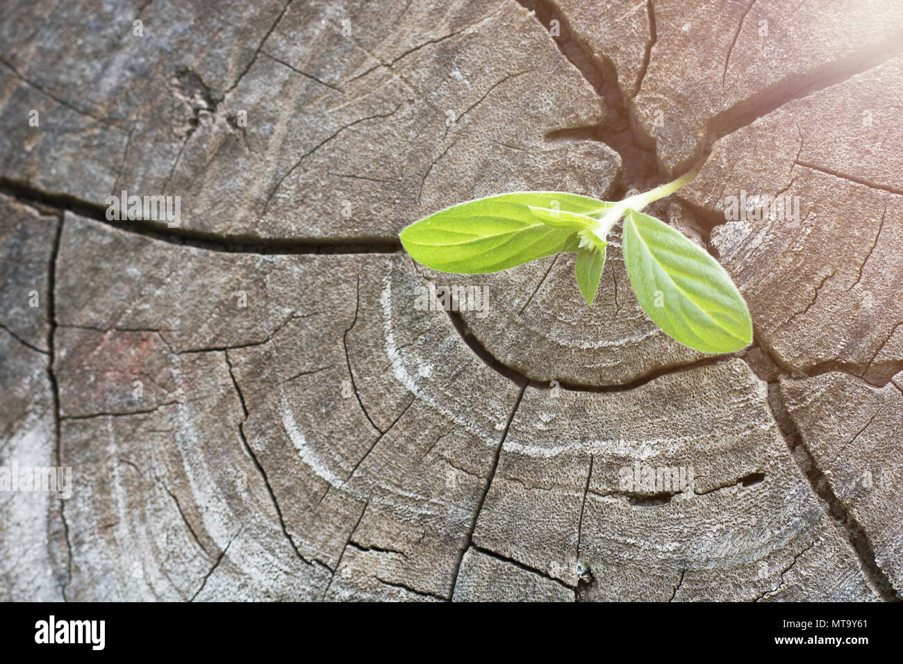 Strong and development as business and success concept, small tree ...