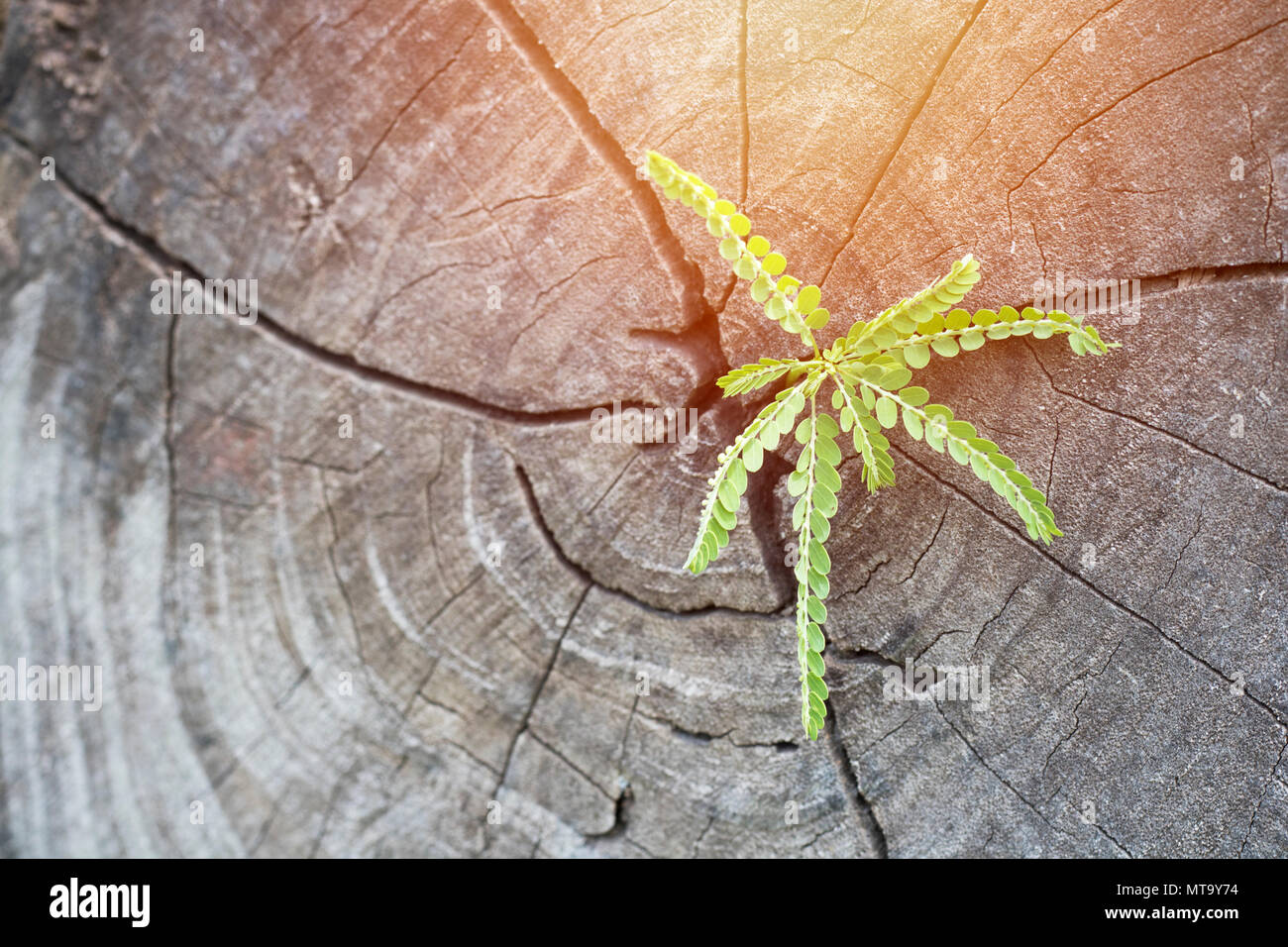 Strong and development as business and success concept, small tree ...