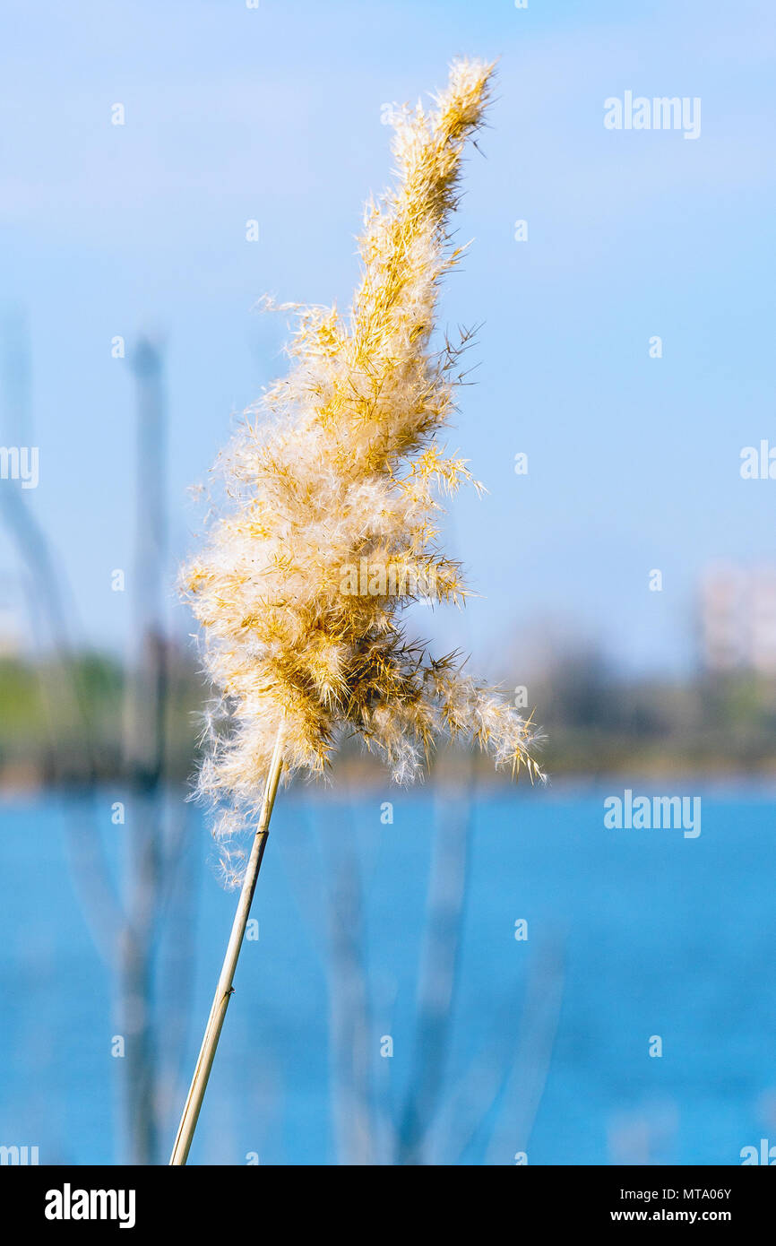 Dry grass swaying in the wind Stock Photo - Alamy