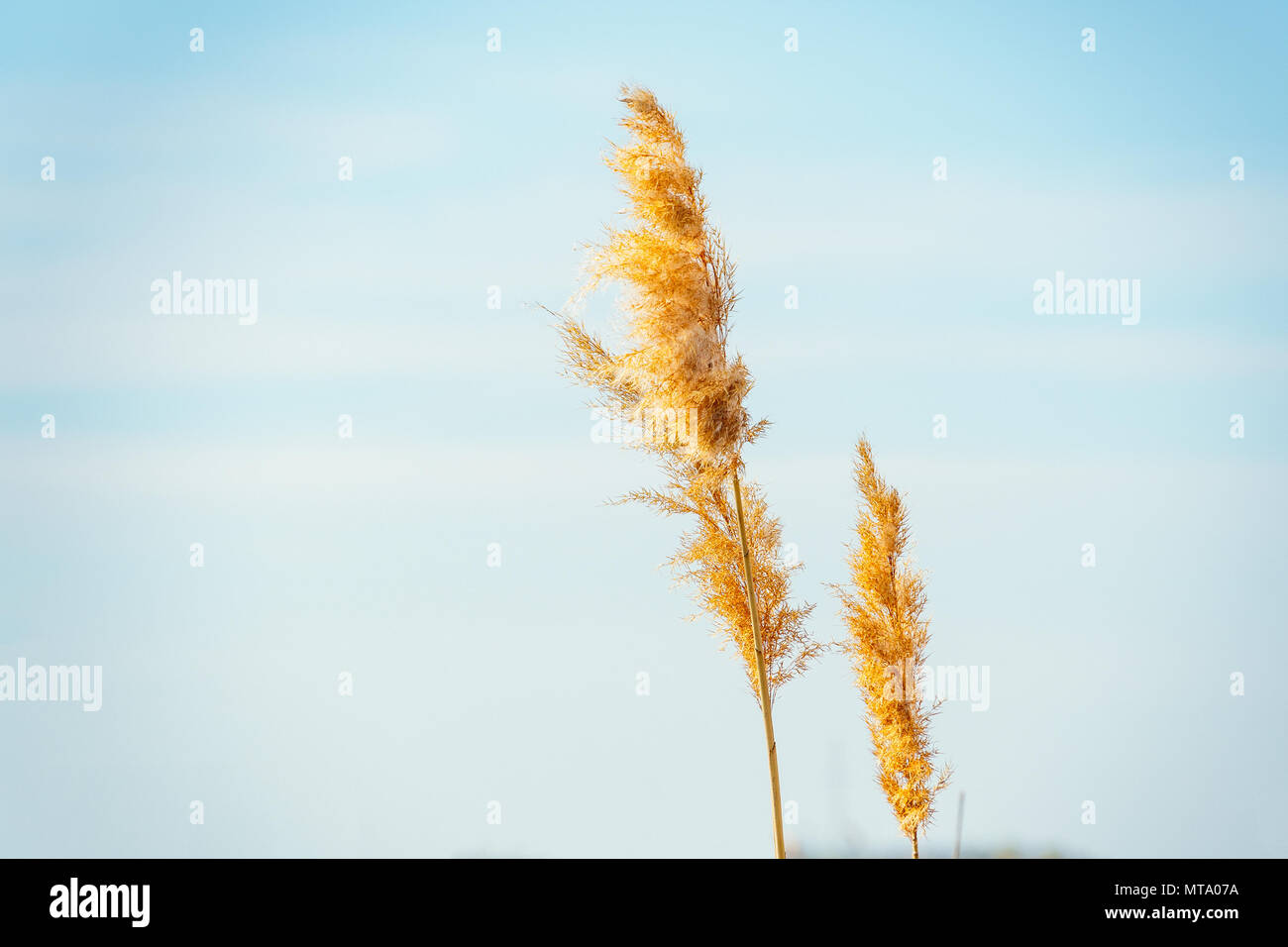Dry grass swaying in the wind Stock Photo - Alamy