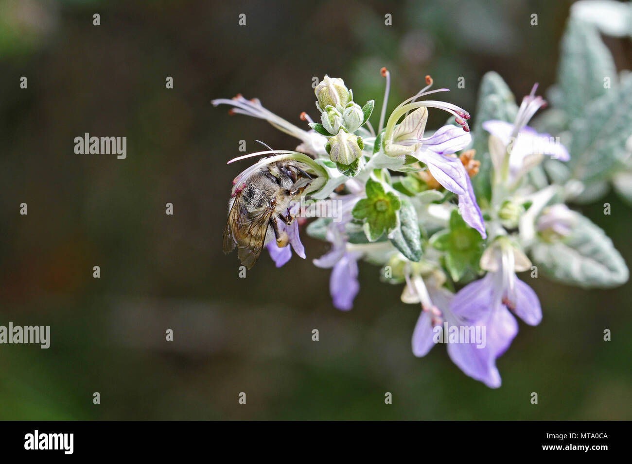 Teucrium fruticans flower hi-res stock photography and images - Alamy