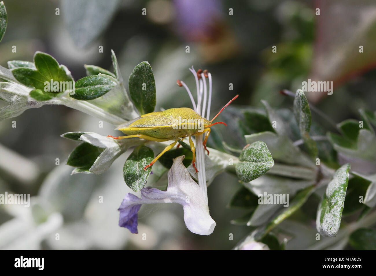green shield bug or stink bug Latin palomena prasina from the ...