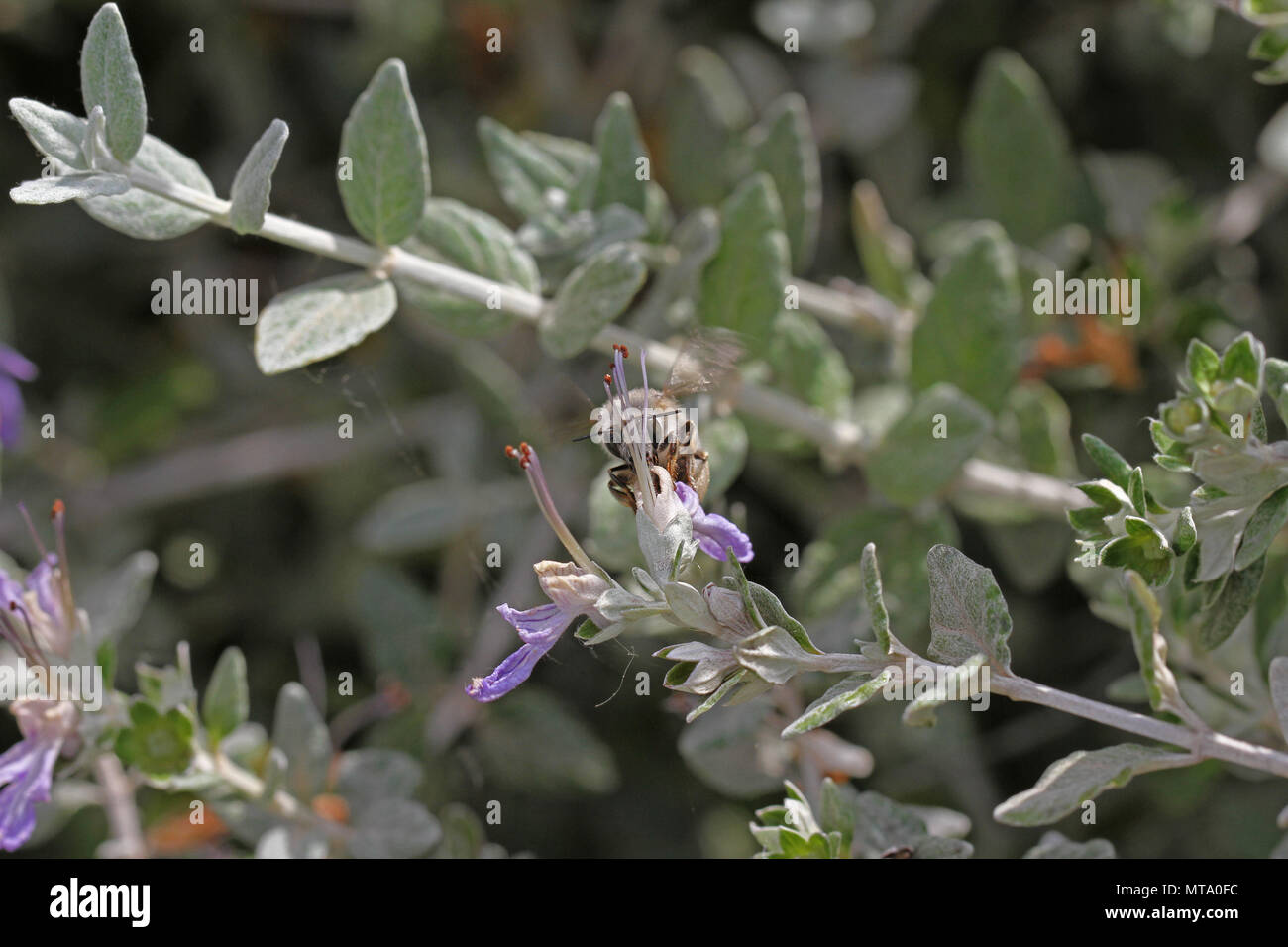 Teucrium fruticans flower hi-res stock photography and images - Alamy