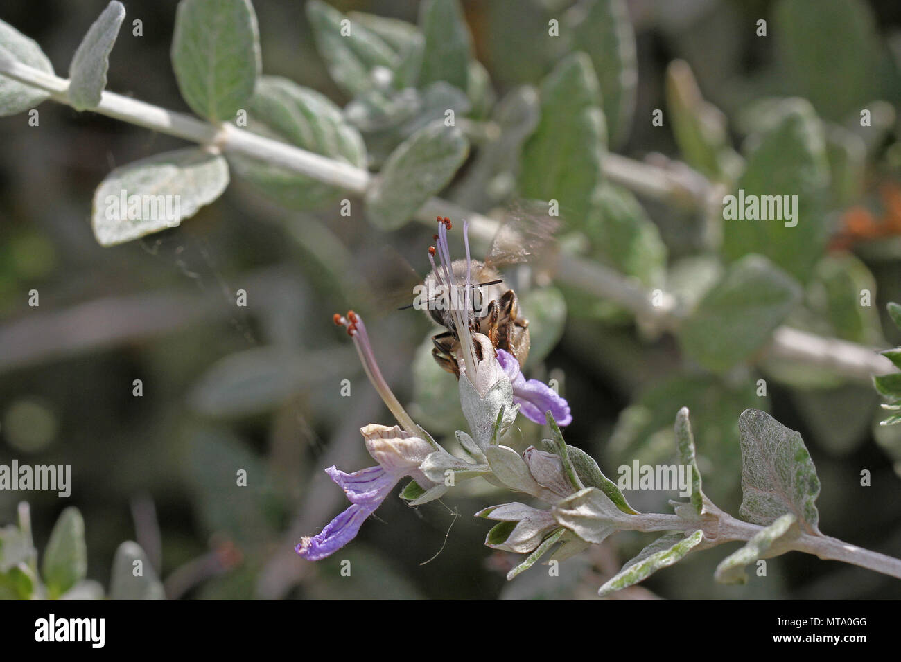 Teucrium fruticans flower hi-res stock photography and images - Alamy