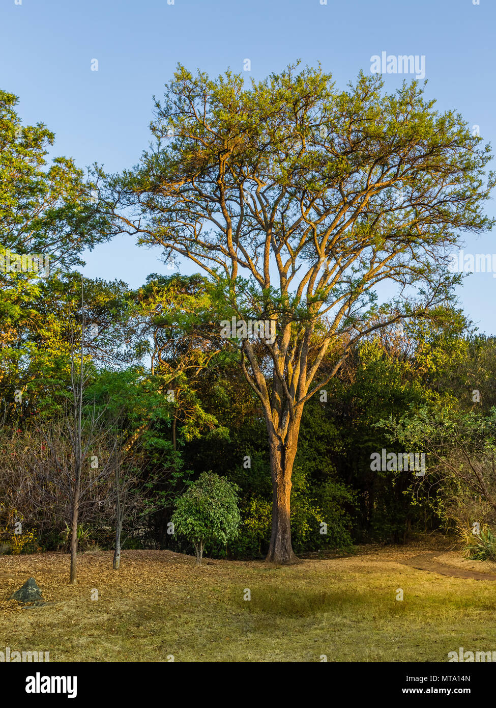 Tree caught in the sun in the early morning. Zimbabwe, October, 6, 2016 ...
