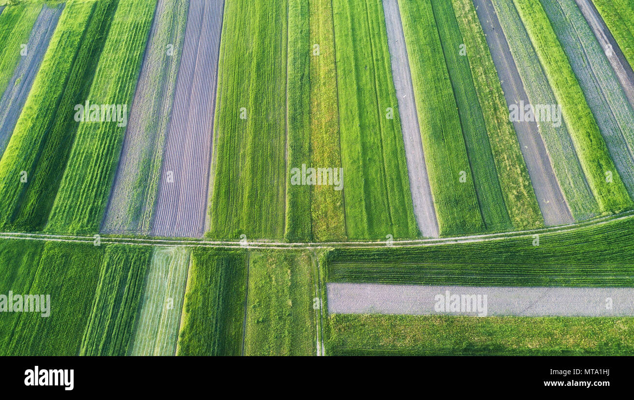 Rows on the field. Natural aerial landscape on the agricultural subject ...