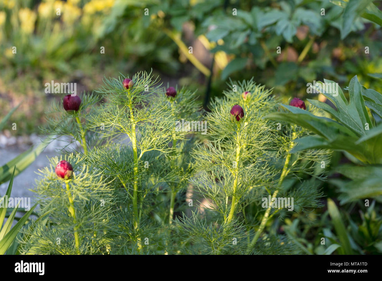 Paeonia tenuifolia hi-res stock photography and images - Alamy