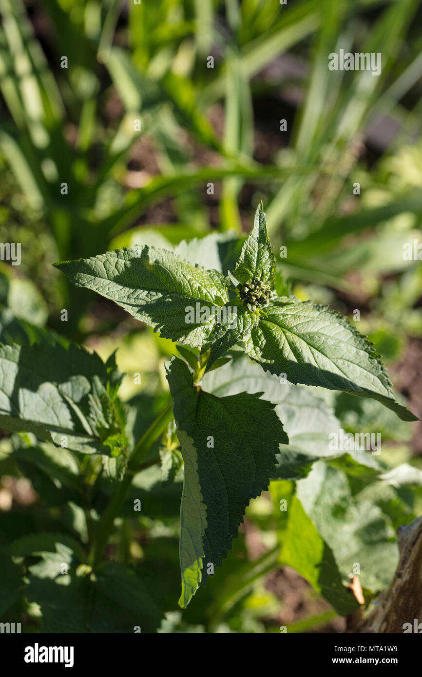 Figwort, Flenört (Scrophularia nodosa Stock Photo - Alamy