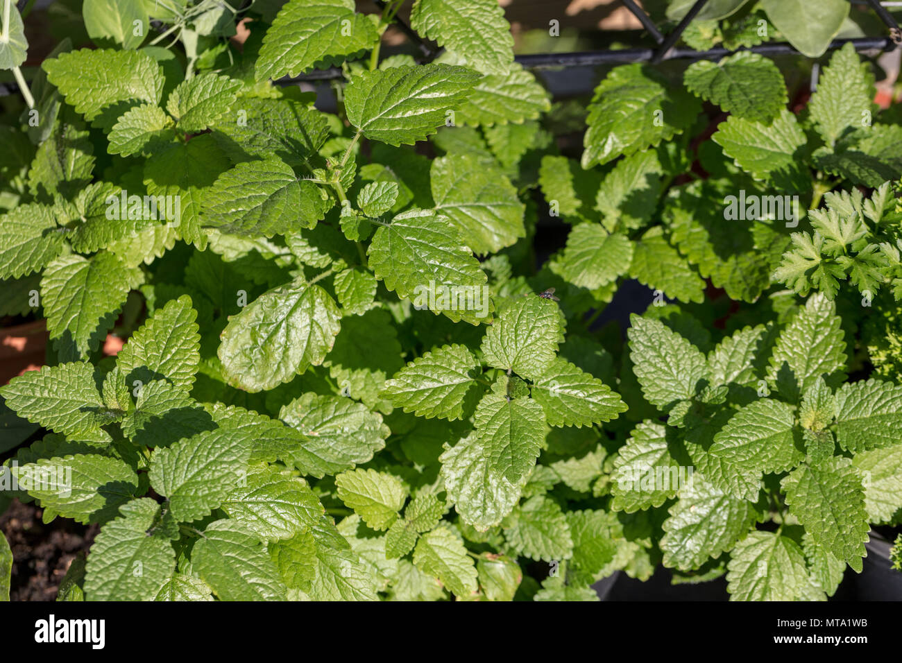 Lemon balm, Citronmeliss (Melissa officinalis Stock Photo - Alamy