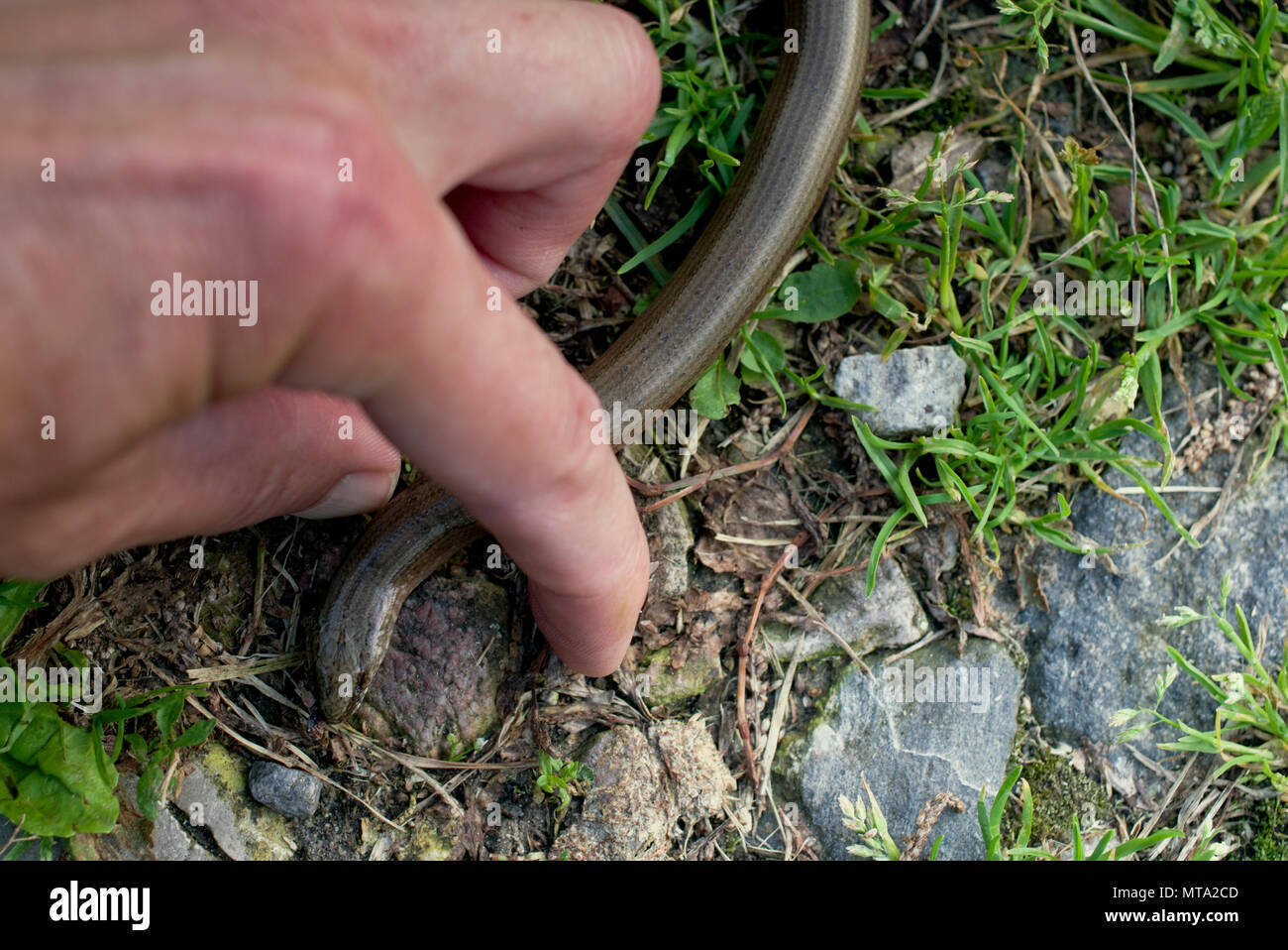 Hand touching snake hi-res stock photography and images - Alamy