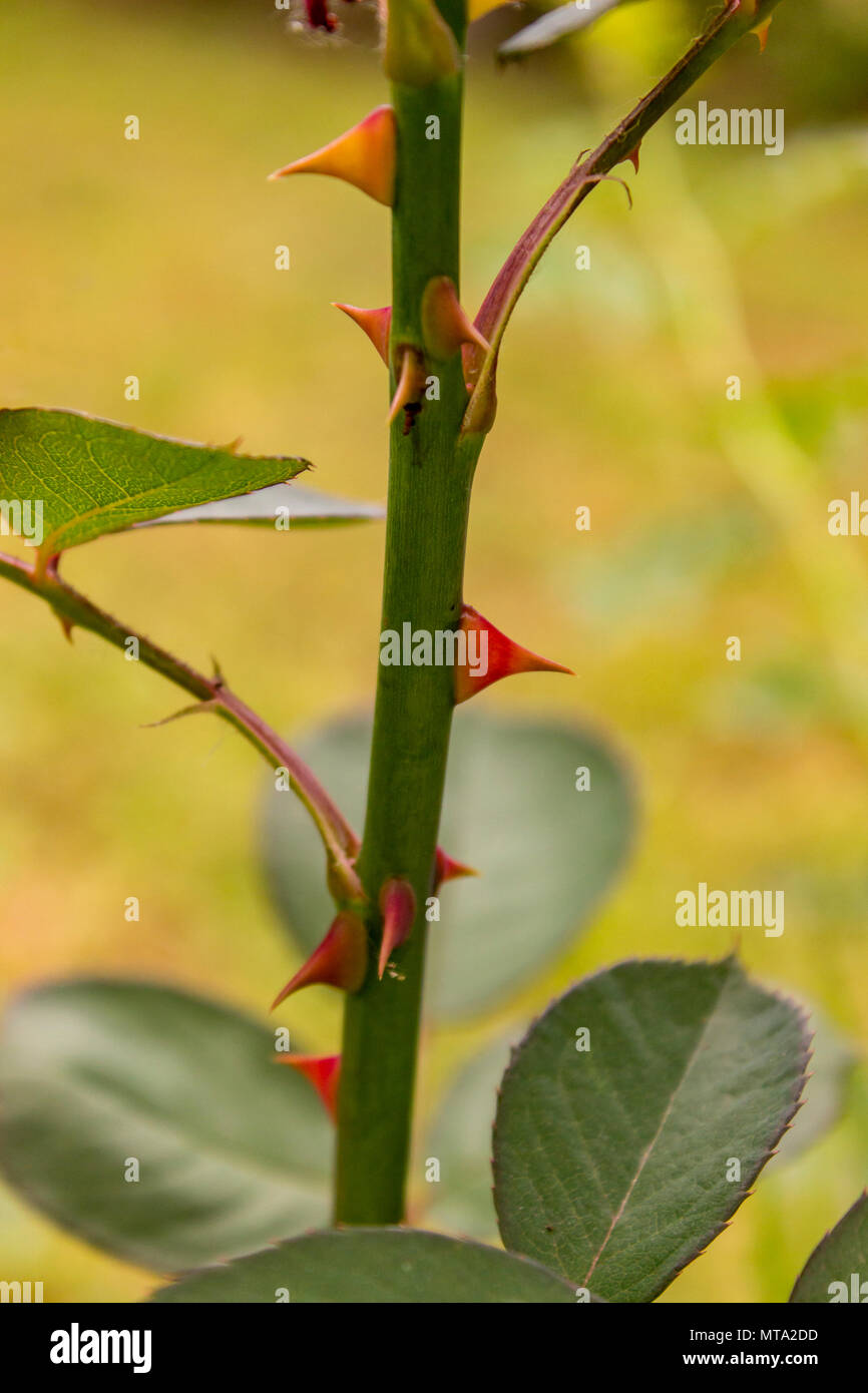 Closeup of the rose in the spring garden Stock Photo - Alamy