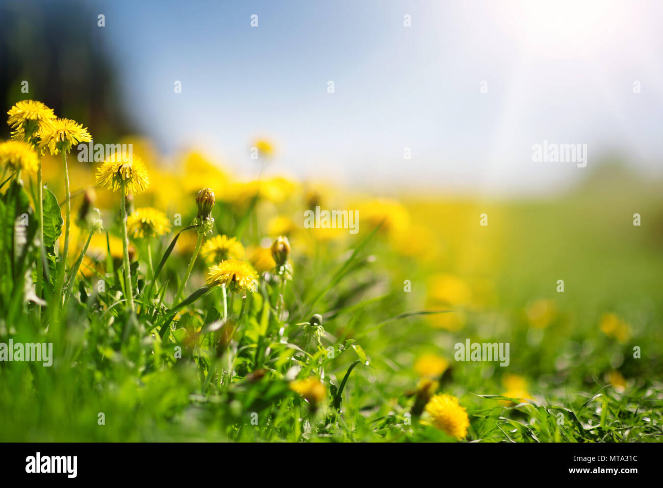 Green field with yellow dandelions and blue sky. view to grass and ...