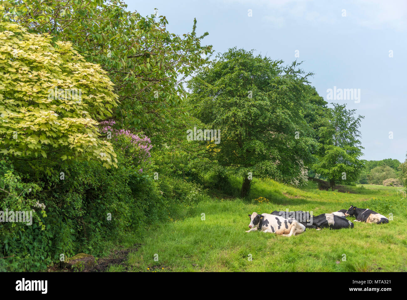 Cows rest lying down in field Stock Photo - Alamy
