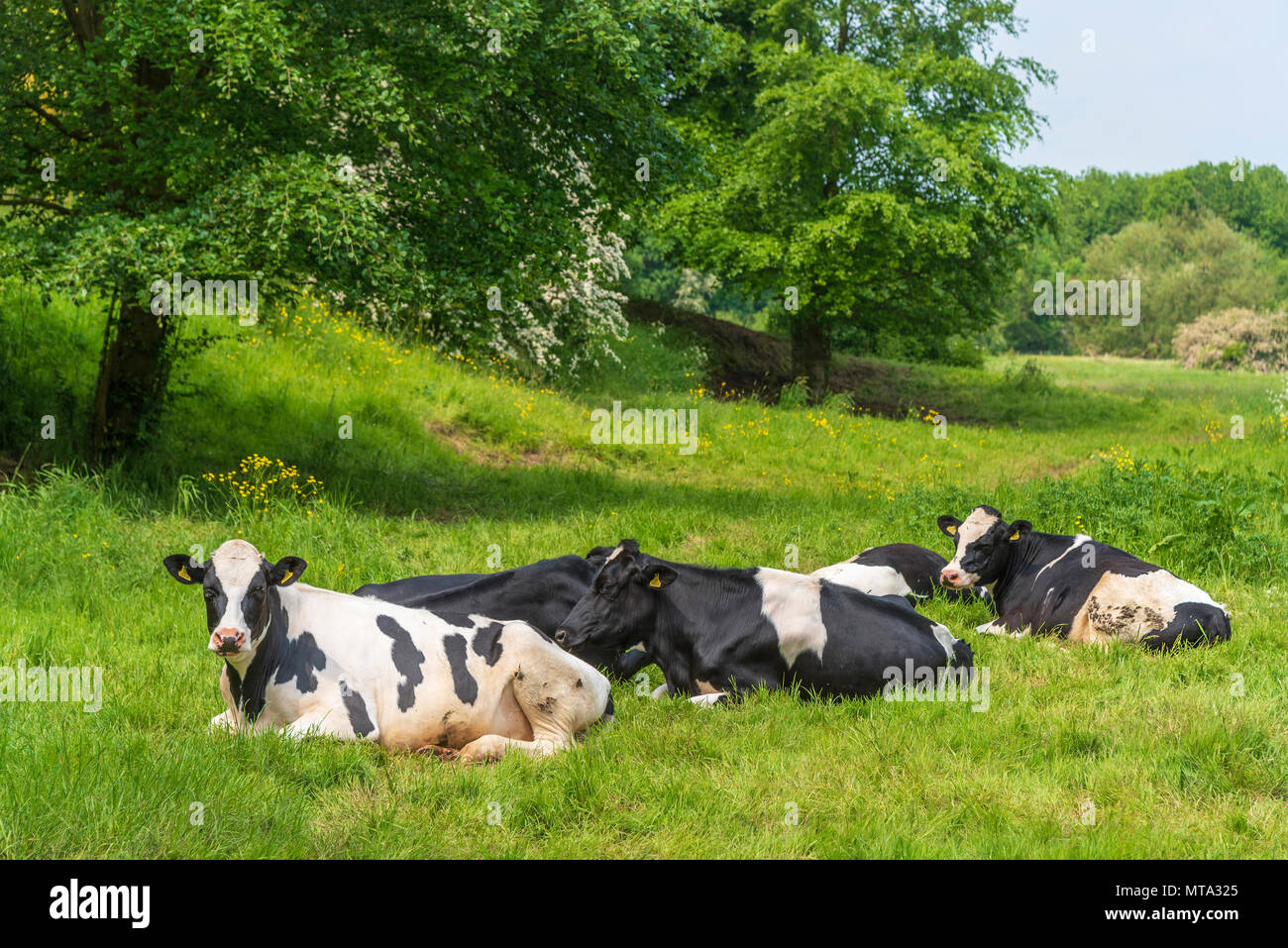 Cows rest lying down in field Stock Photo - Alamy