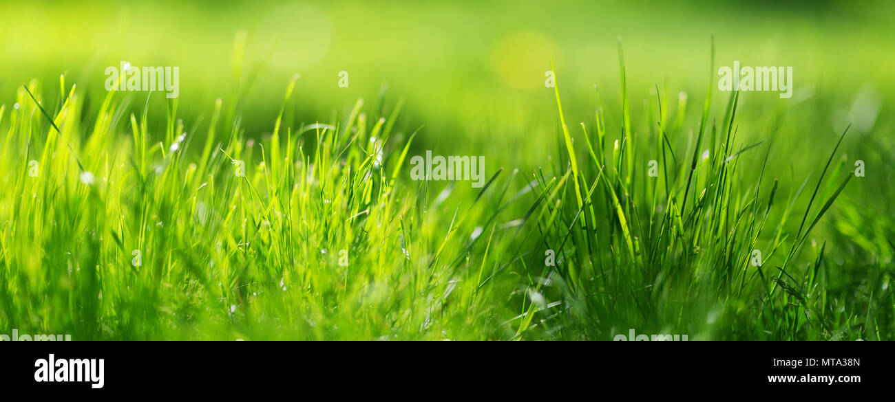Fresh green grass background in sunny summer day Stock Photo - Alamy