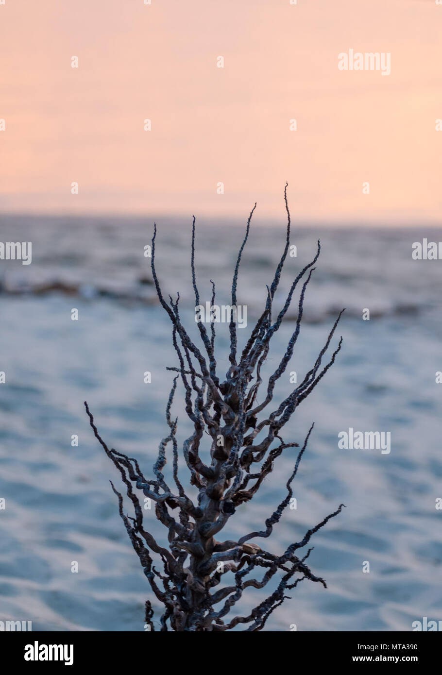Curly tree roots hi-res stock photography and images - Alamy