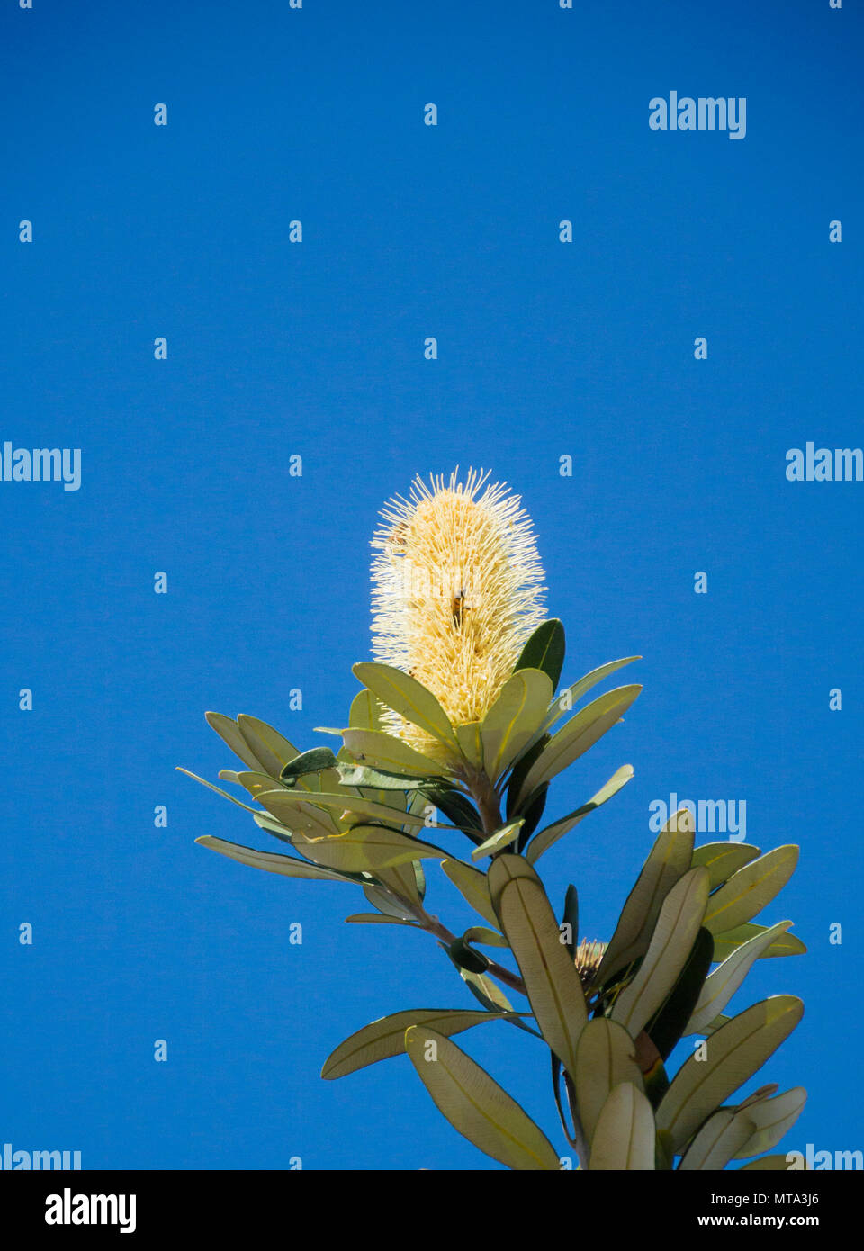 Banksia integrifolia tree hi-res stock photography and images - Alamy