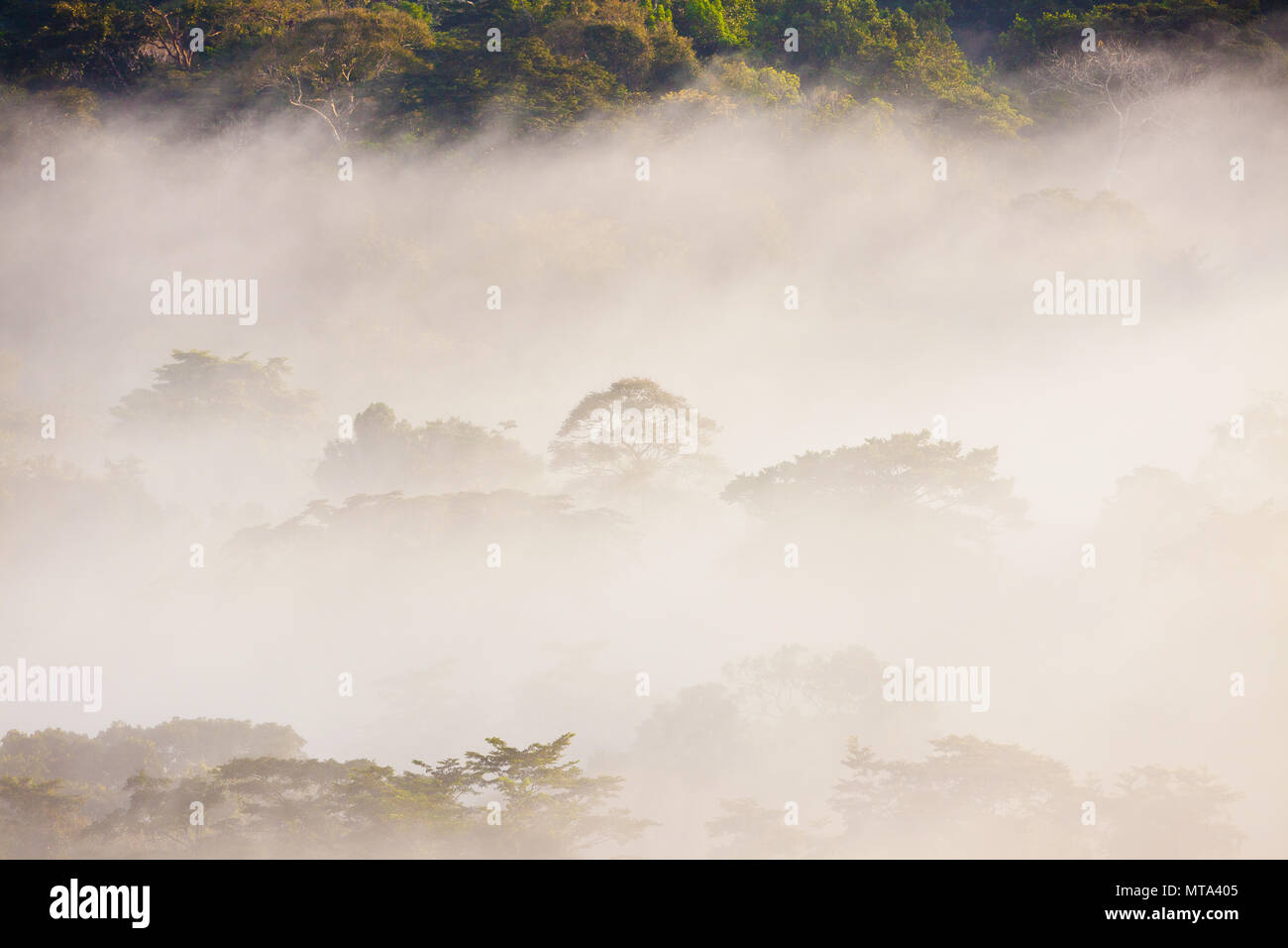 Damp rainforest at sunrise in Soberania national park, Republic of ...