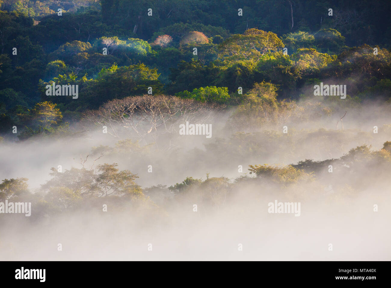 Damp rainforest at sunrise in Soberania national park, Republic of ...