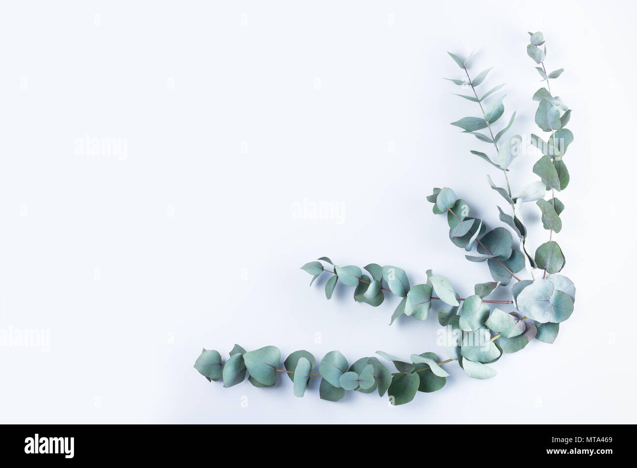 Green floral composition with silver eucalyptus on white background ...