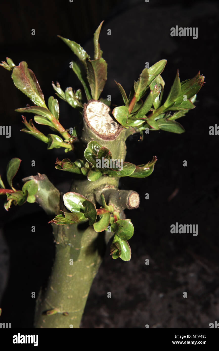 willow shoots growing from a coppiced tree Salix Stock Photo - Alamy