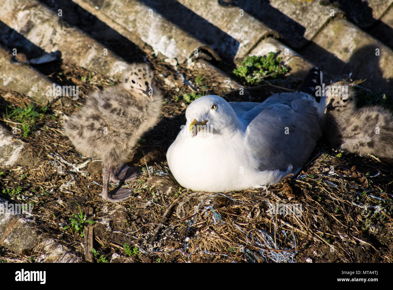 Baby seagull hi-res stock photography and images - Alamy