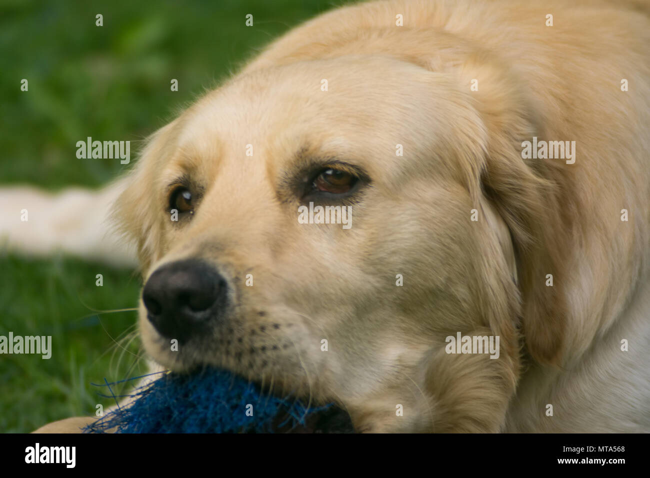 dog, golden retriever while playing in the garden Stock Photo - Alamy