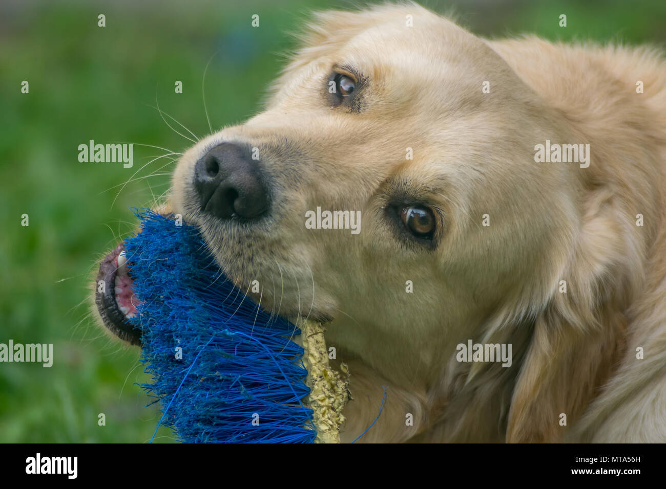 dog, golden retriever while playing in the garden Stock Photo - Alamy