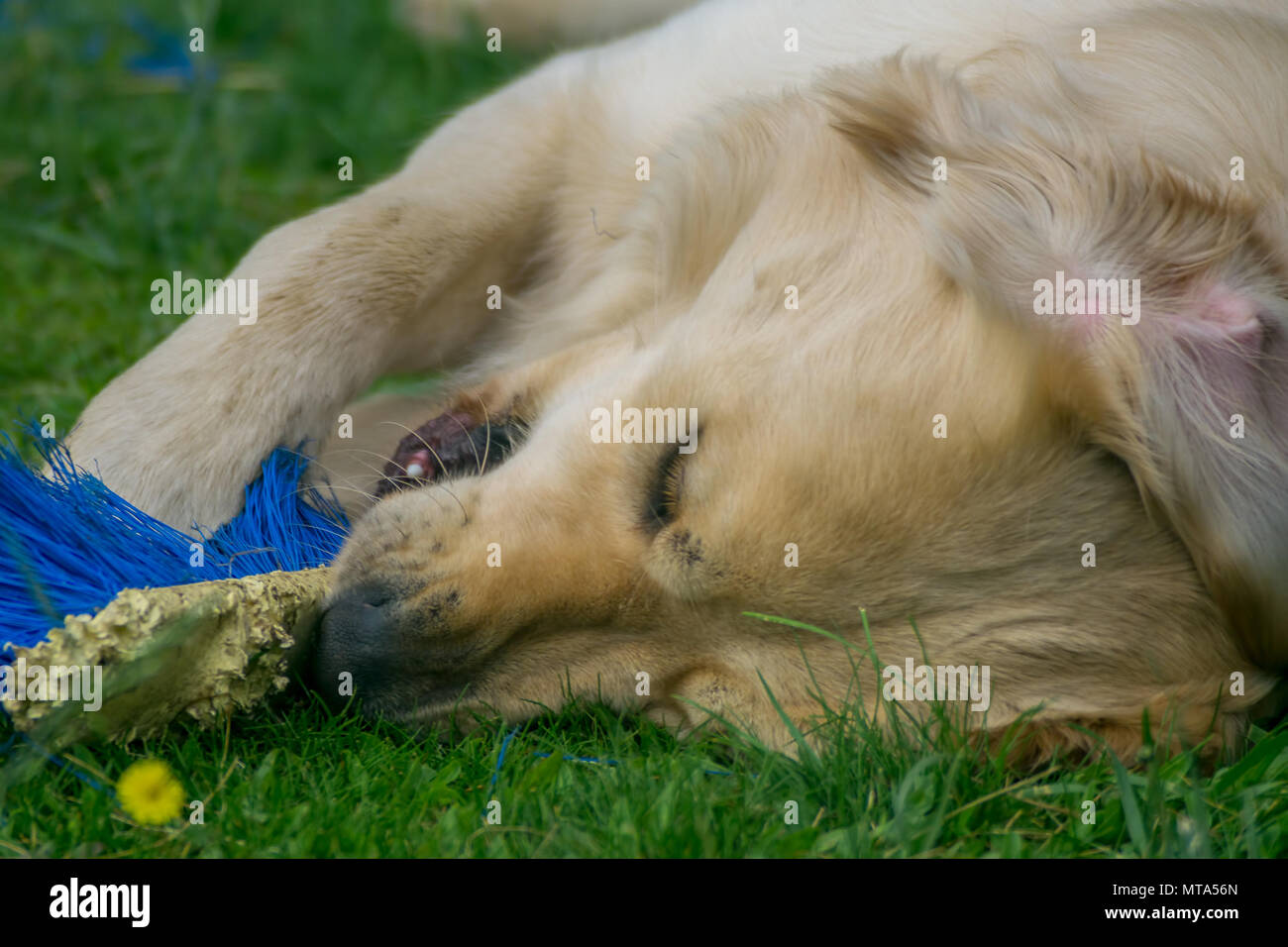 dog, golden retriever while playing in the garden Stock Photo - Alamy