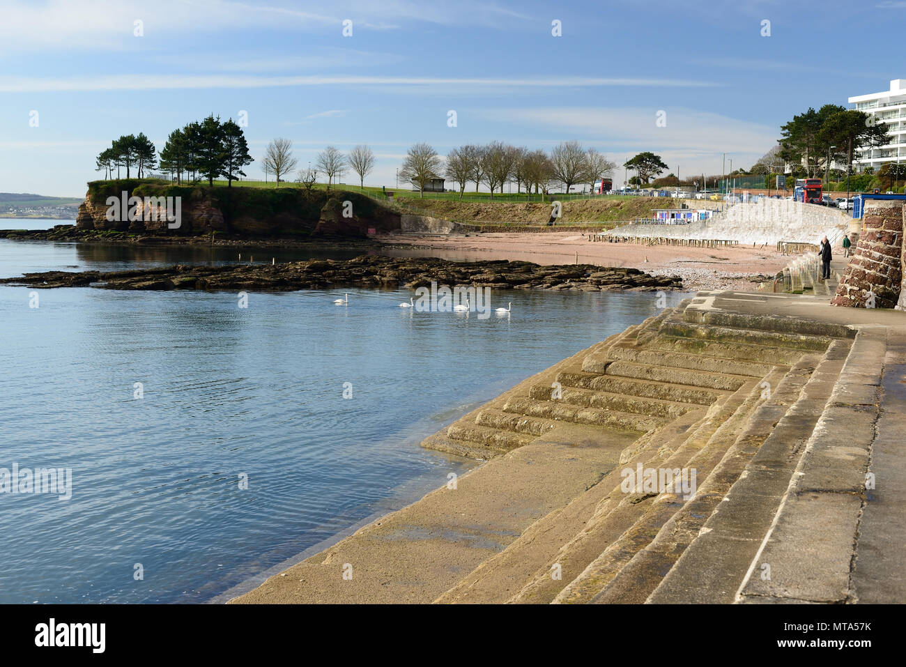 A line of mute swans along Torquay seafront at Corbyn's Head Stock ...