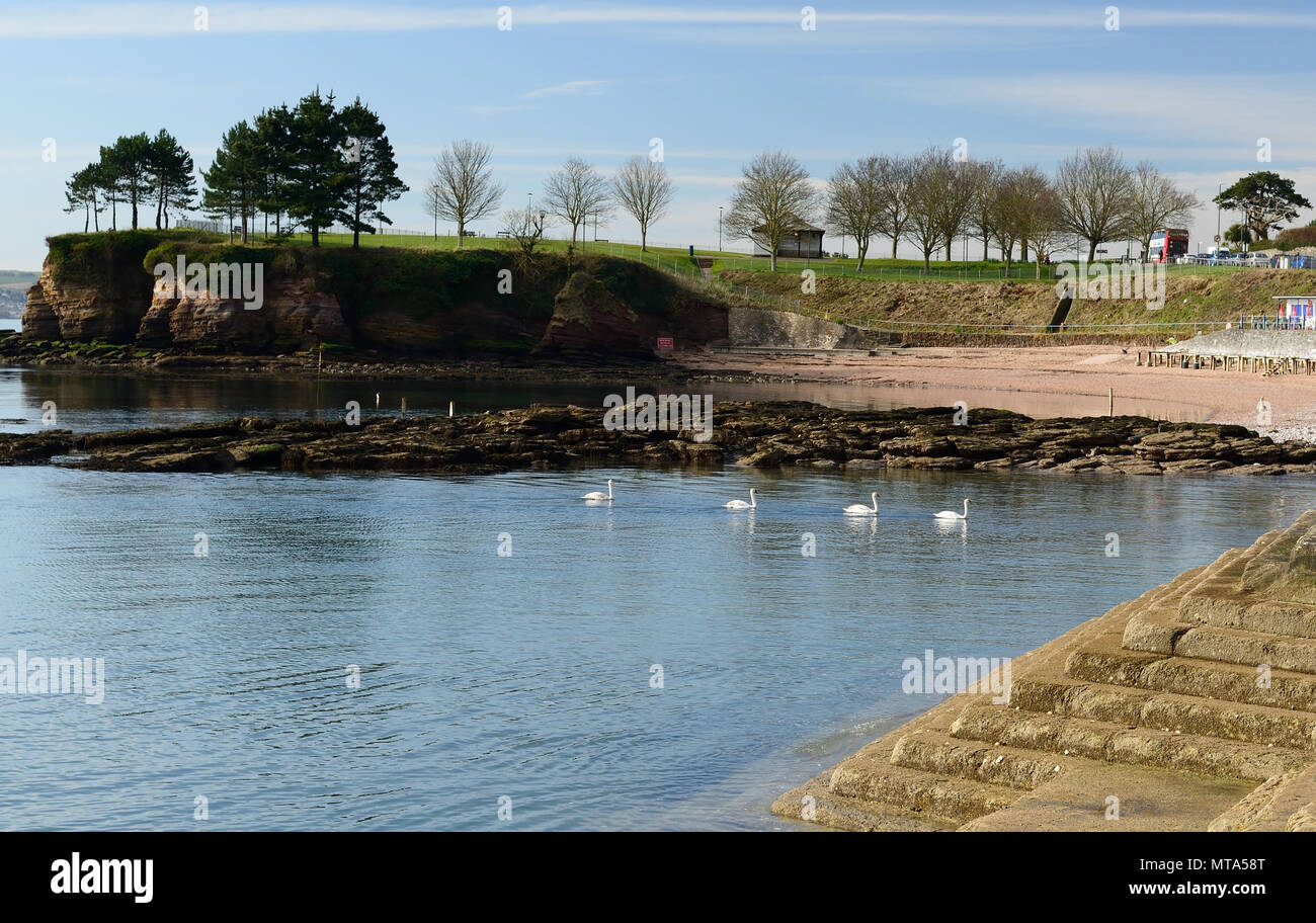 A line of mute swans along Torquay seafront at Corbyn's Head Stock ...