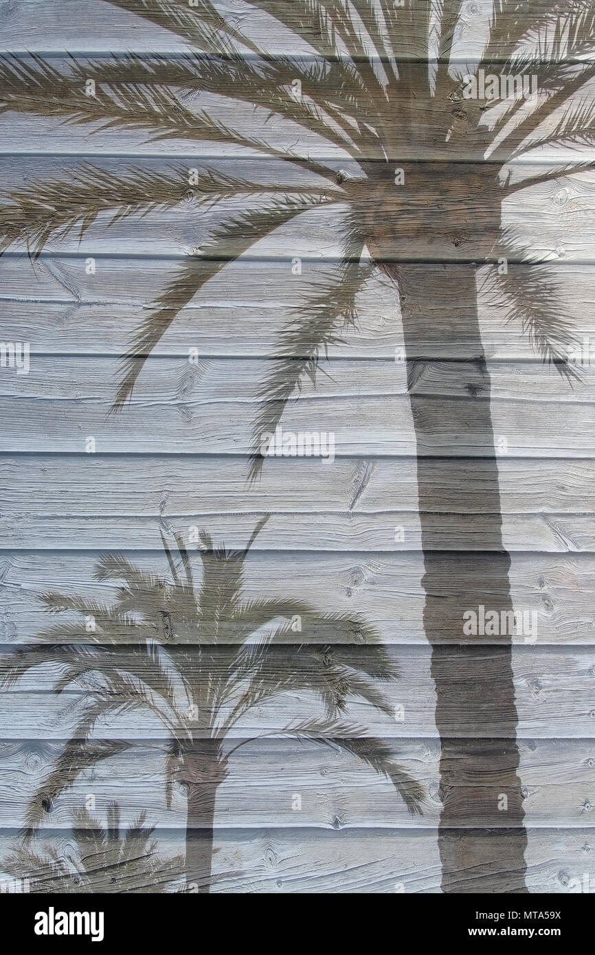 Palm tree shadows on wooden boardwalk planks background texture Stock ...