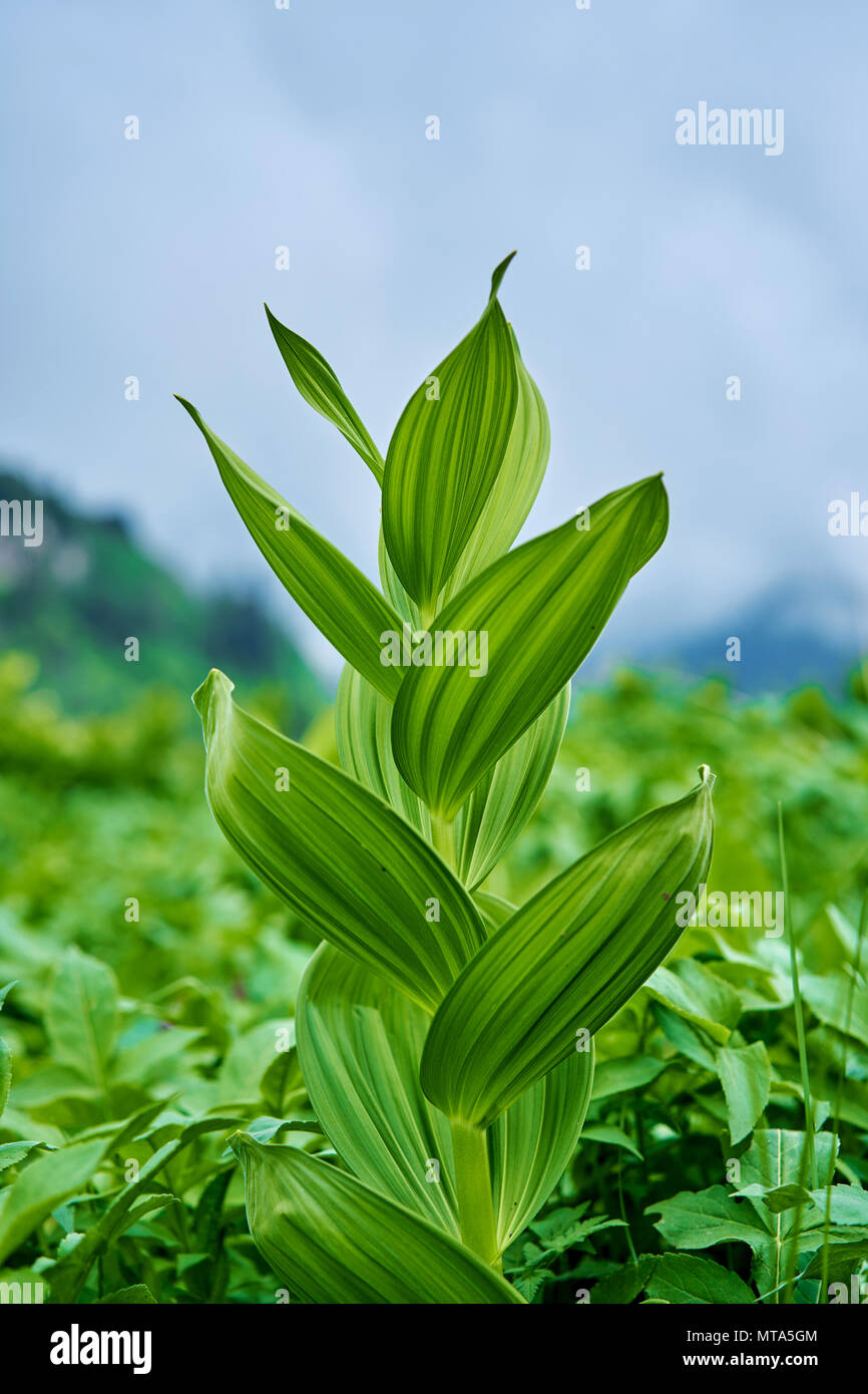 Smoky mountains spring flowers hi-res stock photography and images - Alamy