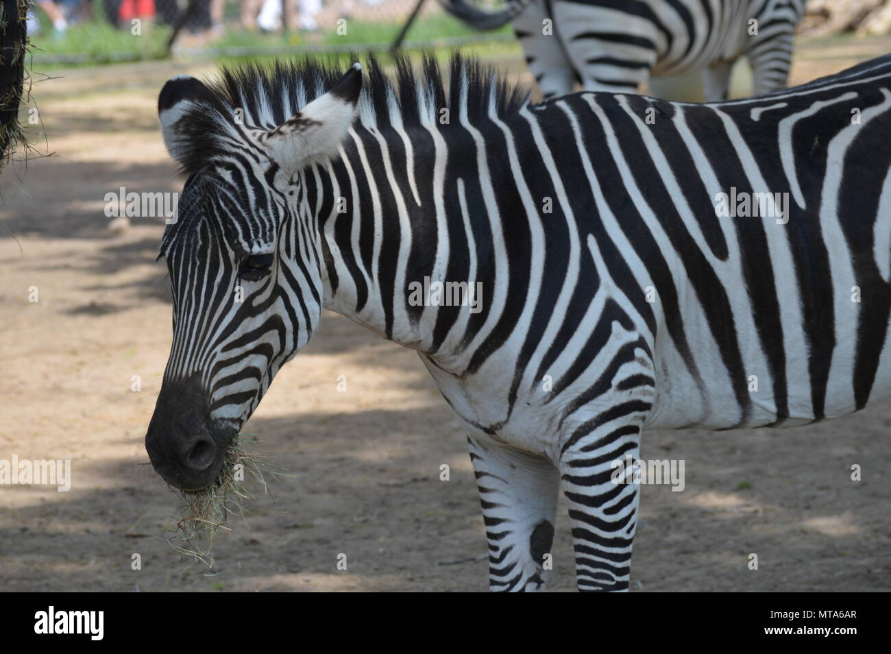Zebra Eating Hay High Resolution Stock Photography and Images - Alamy