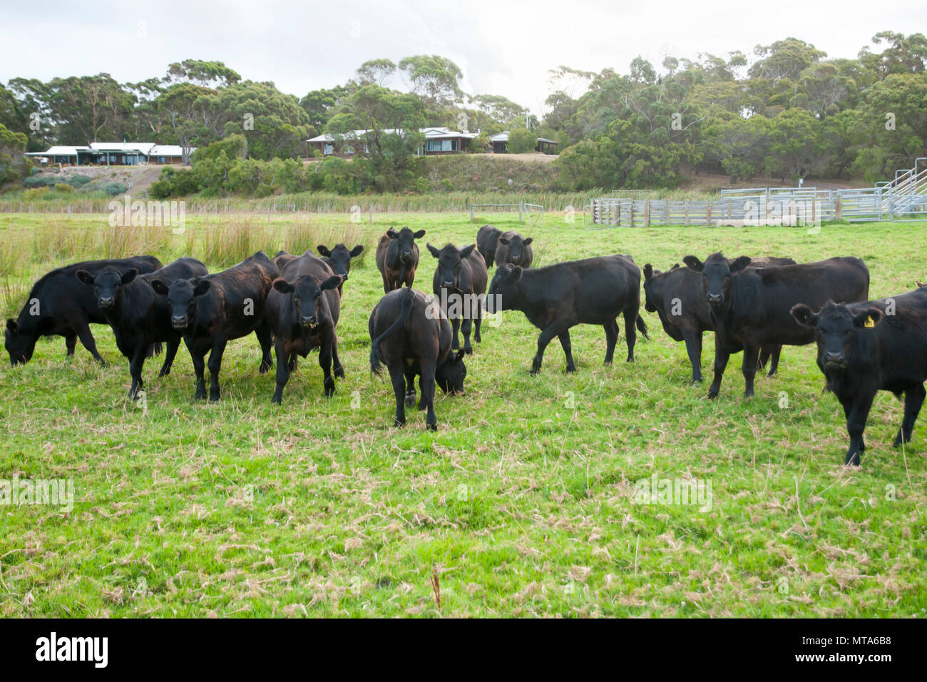 Australian cattle farm hi-res stock photography and images - Alamy