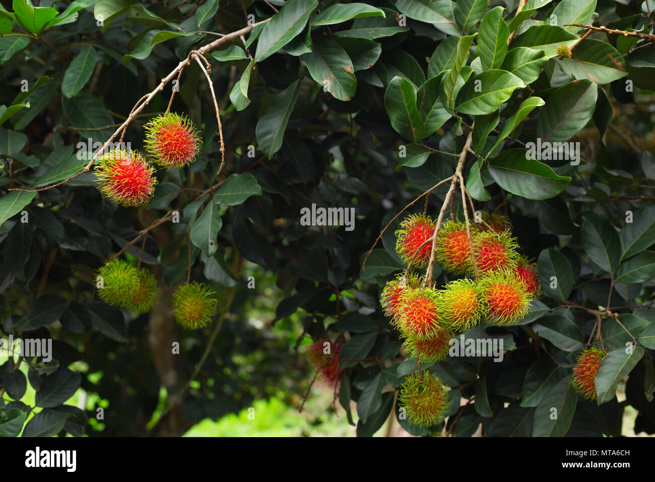 Rambutan growing hi-res stock photography and images - Alamy