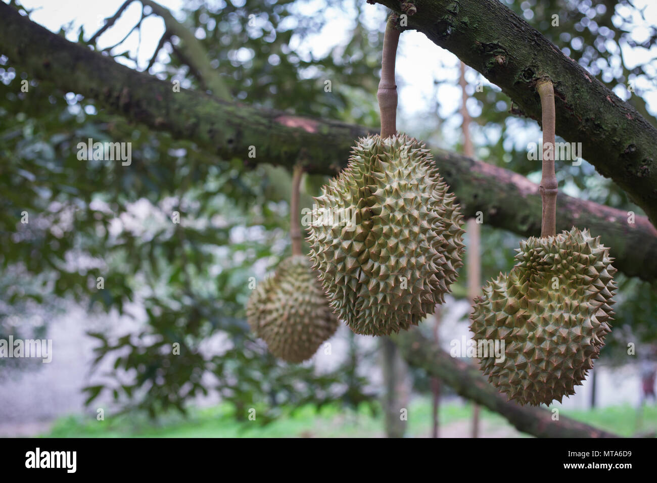 Durain tree hi-res stock photography and images - Alamy