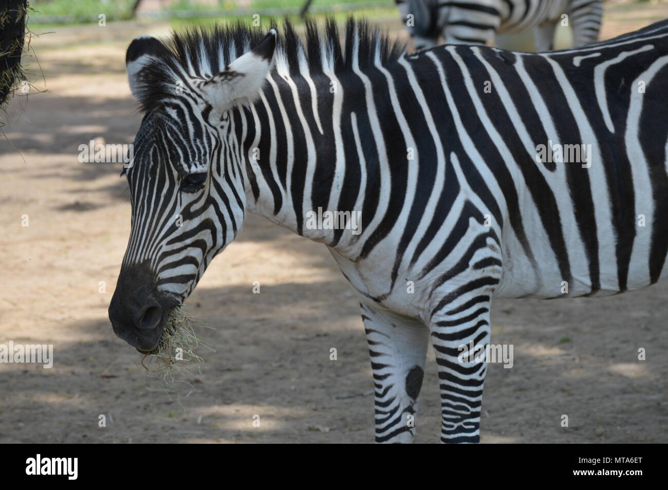 Zebra eating hay hi-res stock photography and images - Alamy