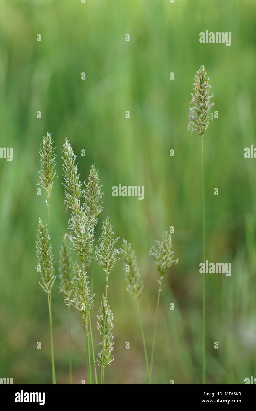Anthoxanthum odoratum (Sweet vernal-grass Stock Photo - Alamy